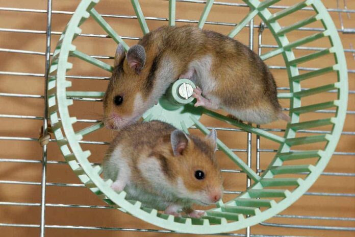 11 Tips For Keeping Multiple Hamsters As Pets - The Washington Note